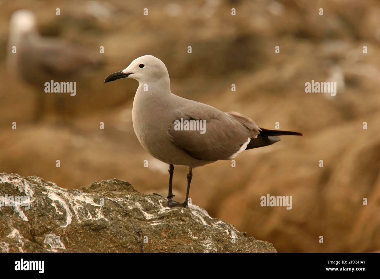 Grey gull leucophaeus modestus hi-res stock photography and images - Alamy