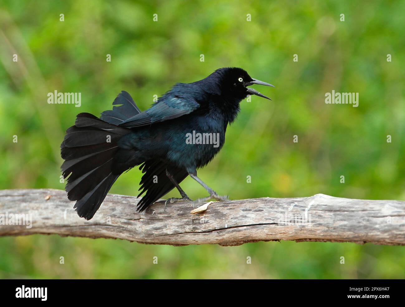 Greater Antillean Grackle (Quiscalus niger gundlachii), adult male ...