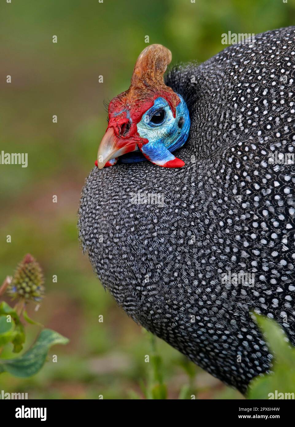 Helmeted head hi-res stock photography and images - Alamy