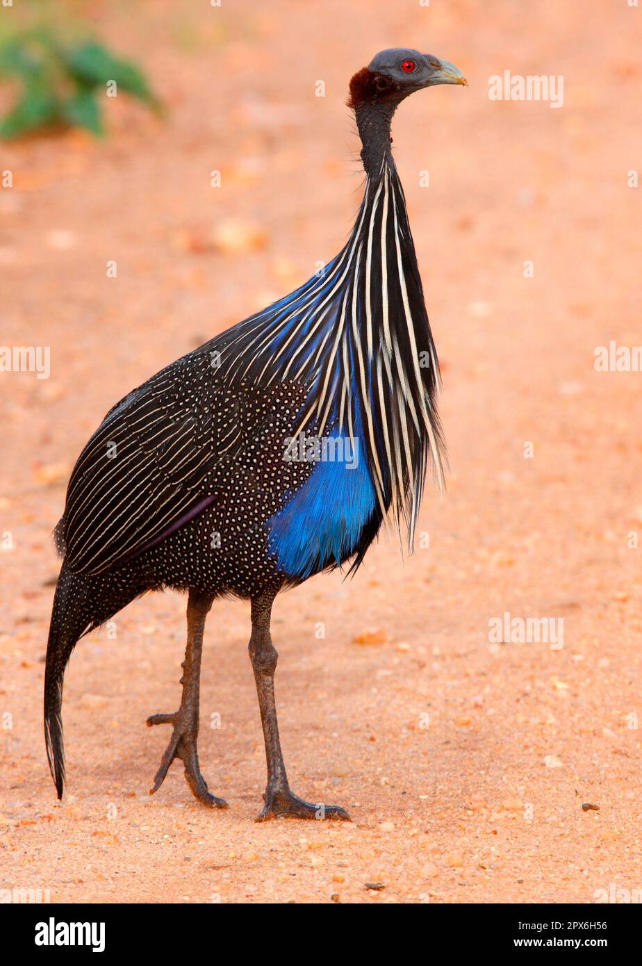 Vulturine guinea fowl, vulturine guinea fowl (Acryllium vulturinum ...