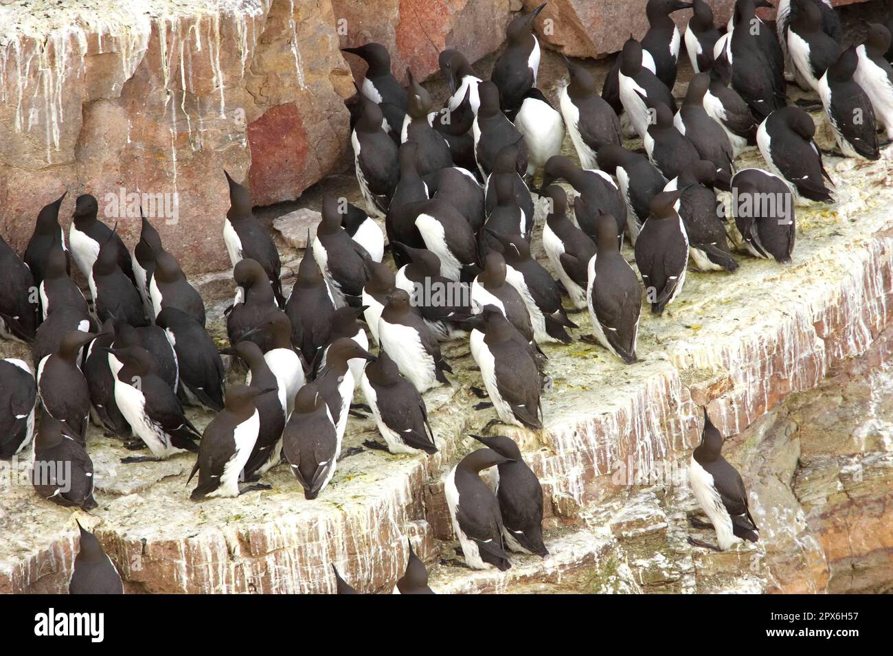 Guillemot, Guillemot group on cliff ledge, Sutherland, Highlands ...
