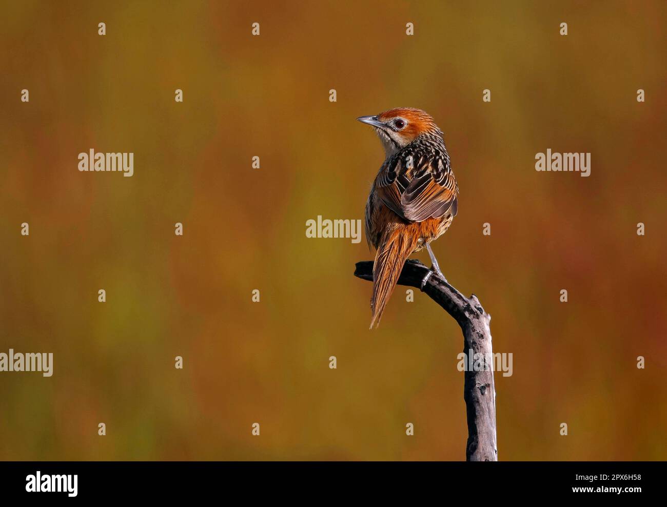 Cape Grassbird, Cape Grass Warbler, songbirds, animals, birds, Cape ...