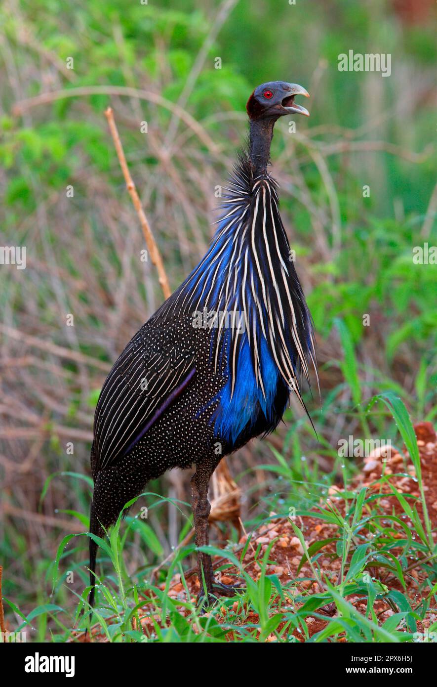 Vulturine guinea fowl, vulturine guinea fowl (Acryllium vulturinum ...