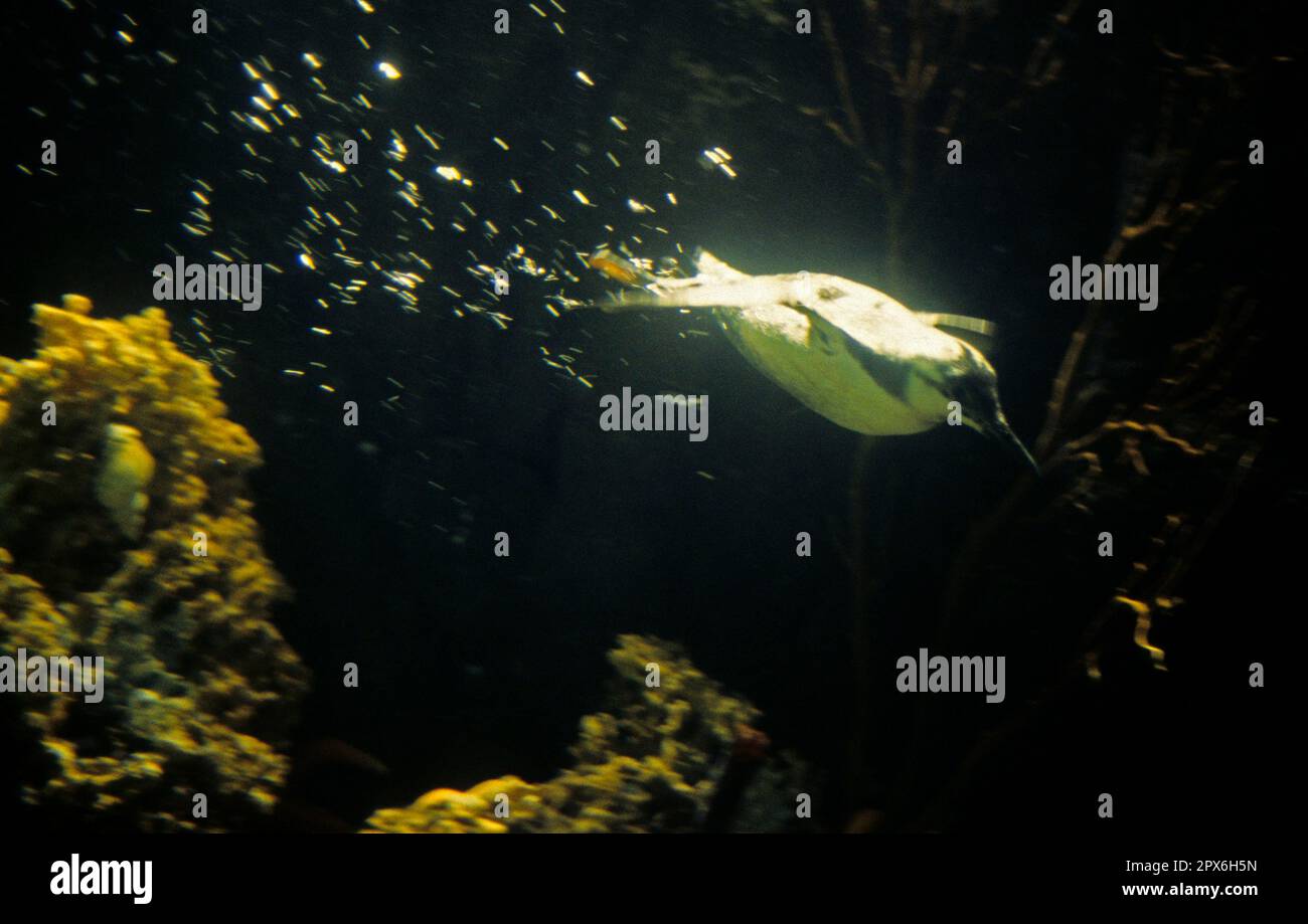 Guillemot (Uria aalge), Guillemot, Alken, Animals, Birds, Guillemot ...