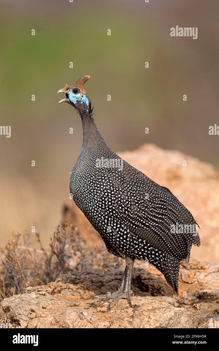Helmeted Guinea Fowl, Helmeted Guinea Fowl, Helmeted Guinea Fowl ...
