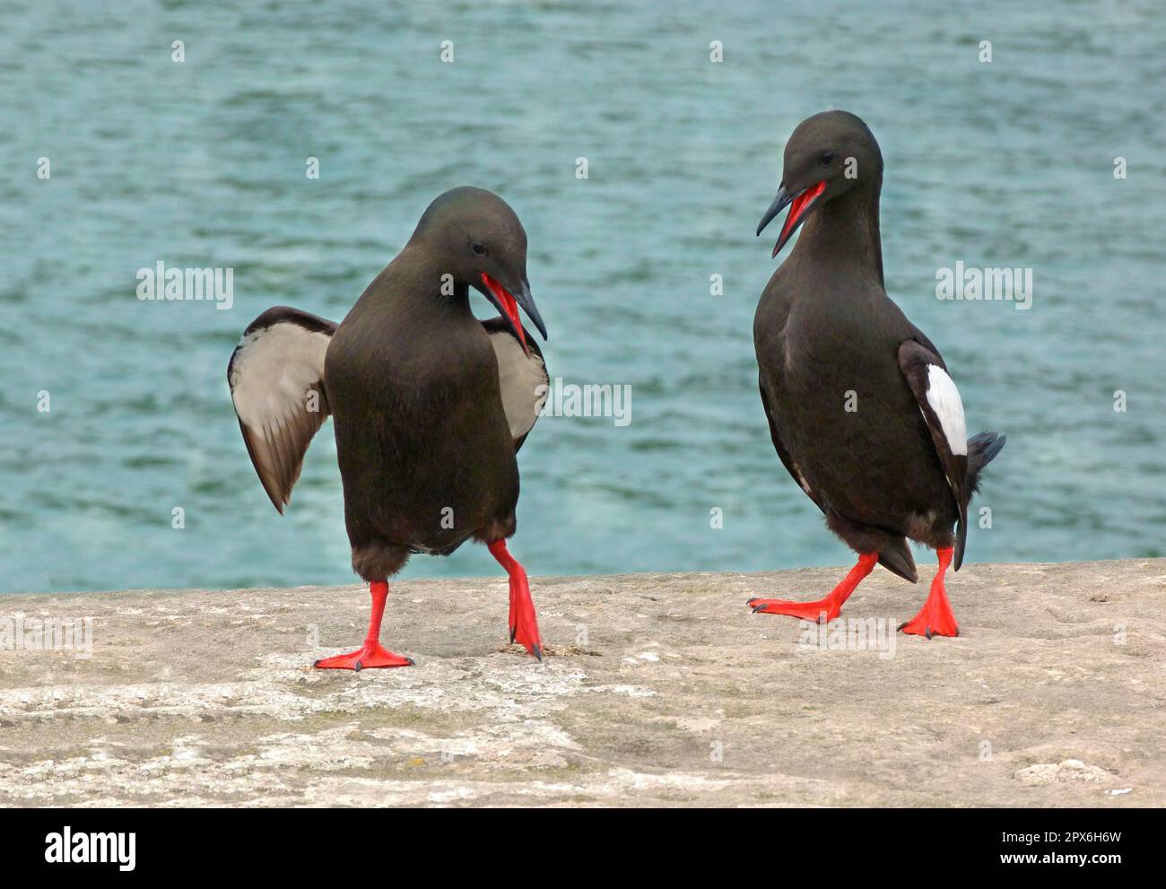Black guillemot (Cepphus grylle), Black Guillemot, Alcids, Animals ...