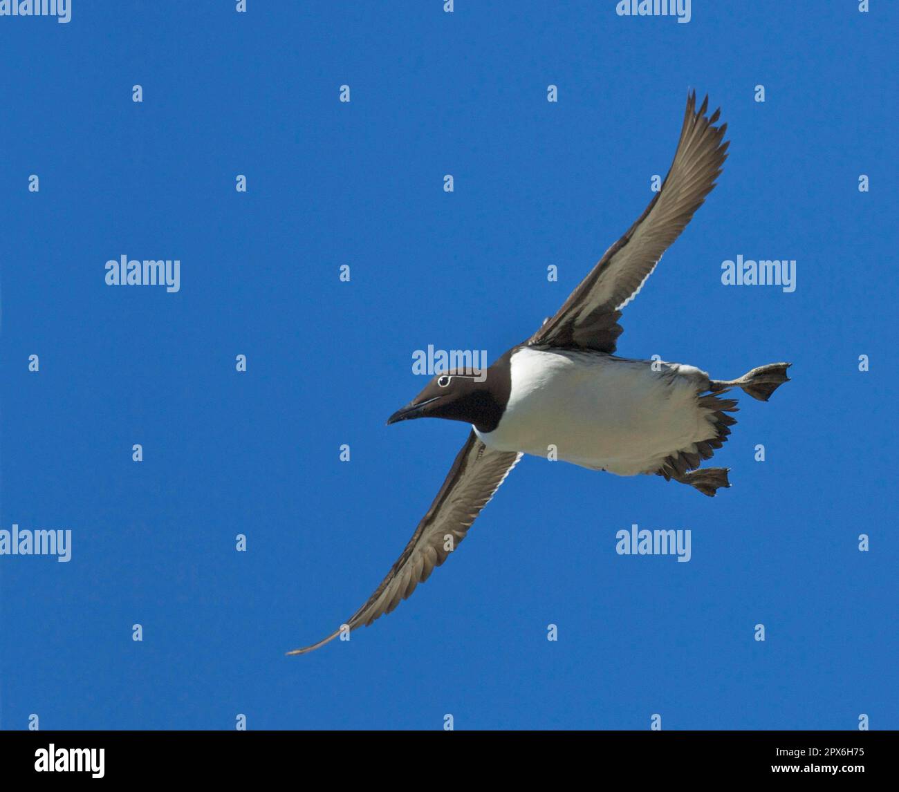 Common guillemot (Uria aalge) tongued form, adult, in flight, Hornoya ...