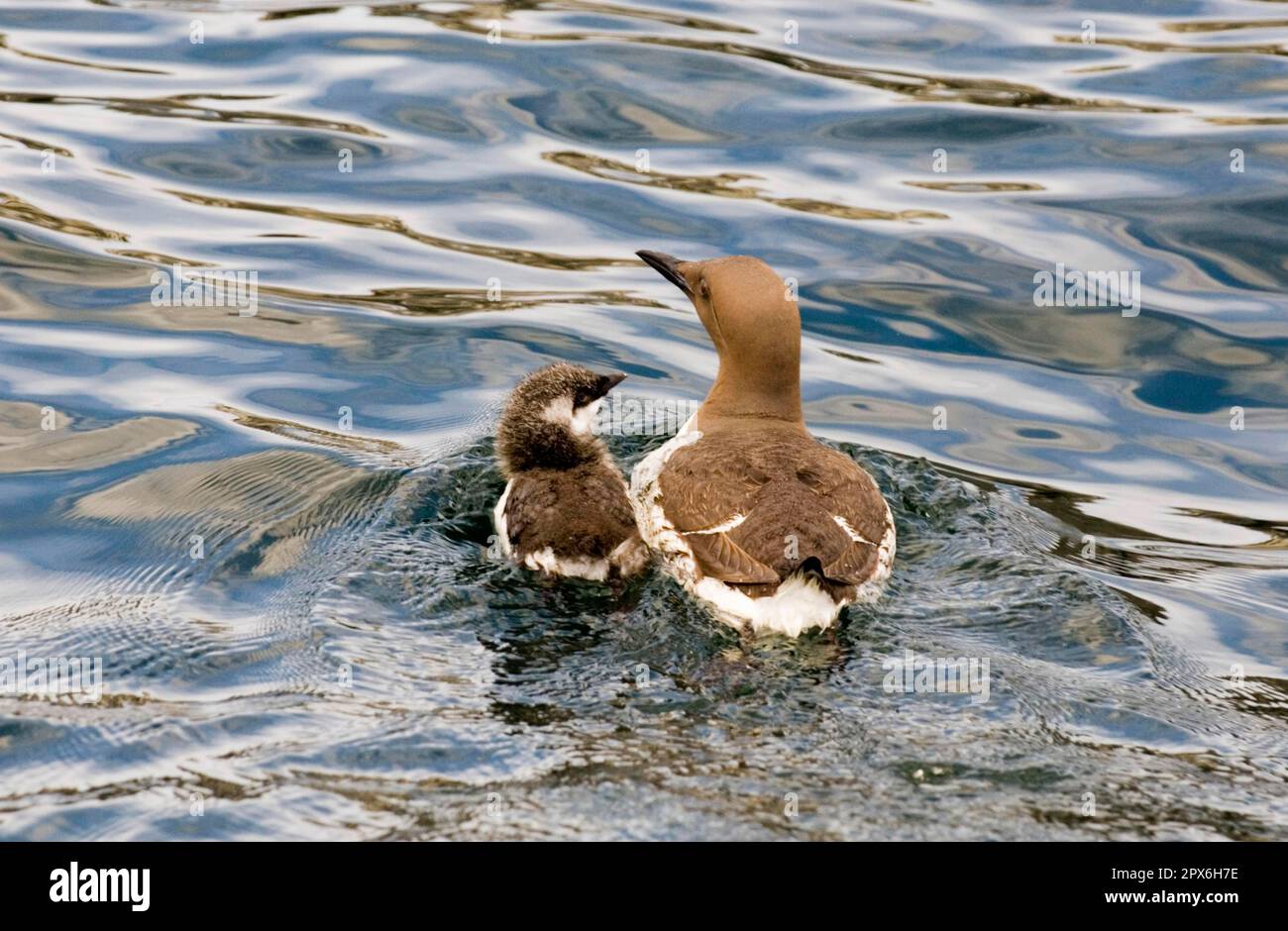 Common Guillemot (Uria aalge) adult with chick, swimming at sea, Farne ...