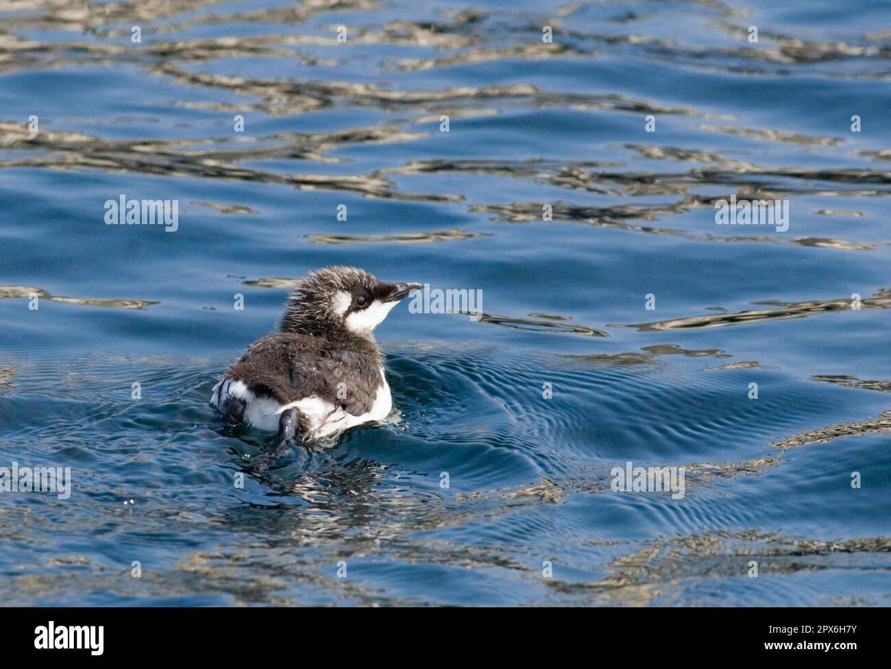 Common guillemot (Uria aalge) chick, swimming in the sea, Inner Ferns, Fern Islands ...