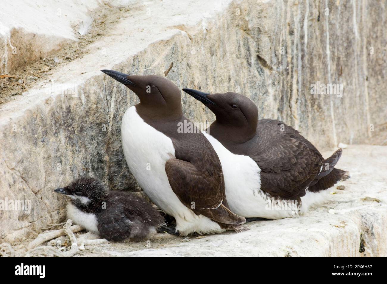 Common guillemot (Uria aalge) adult pair with chicks, at breeding ...