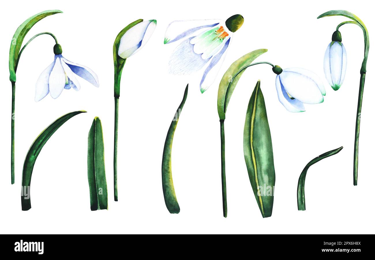Watercolor snowdrops. Botanical illustration of flowers. Watercolor ...