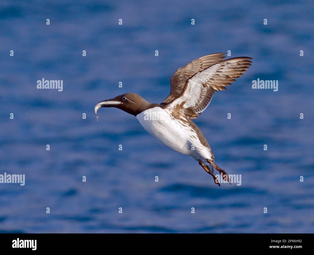 Common guillemot (Uria aalge) tongued form, adult, in flight with fish ...