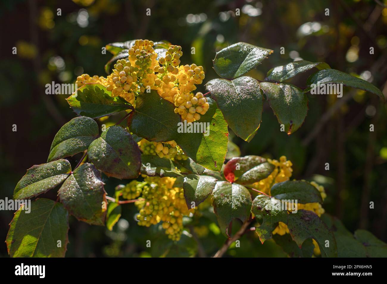 Common garden shrubs hi-res stock photography and images - Alamy