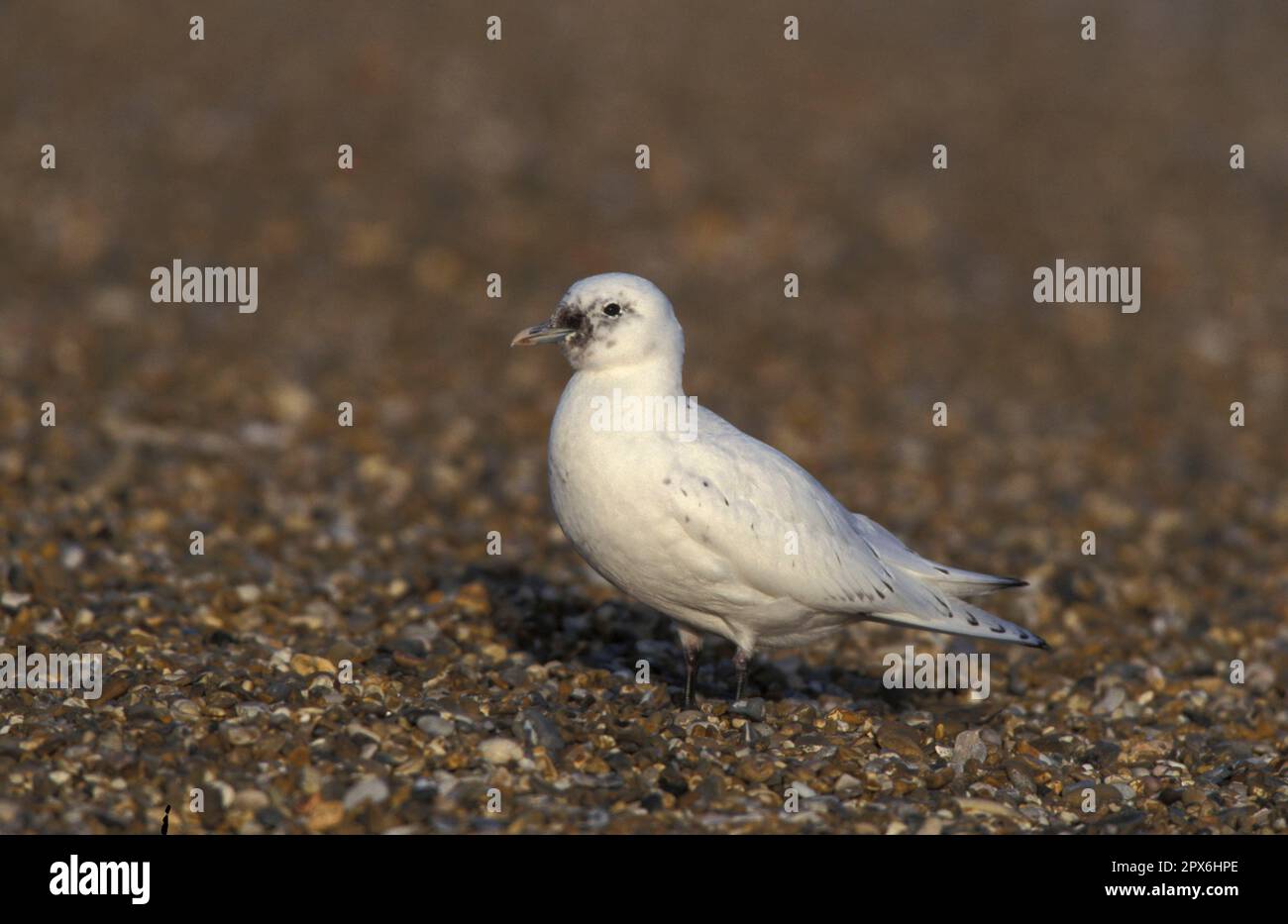 Ivory Gull, ivory gulls (Pagophila eburnea), Gulls, Animals, Birds ...