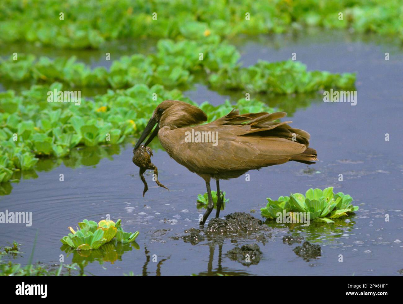Hammerhead (Scopus umbretta), Shadebird, Shadebirds, Animals, Birds ...