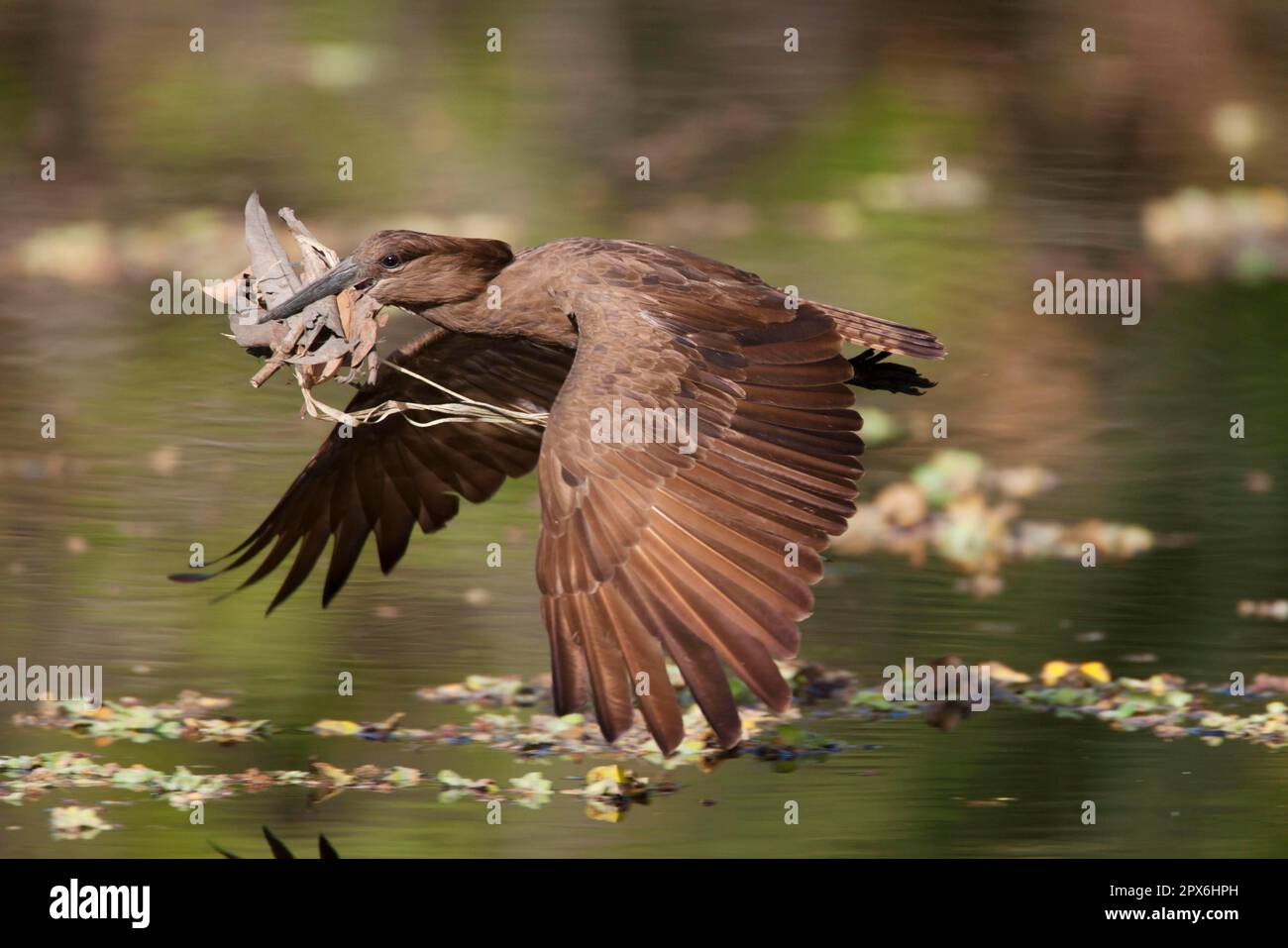 Hamerkop (Scopus umbretta) adult, in flight over water, with nesting ...