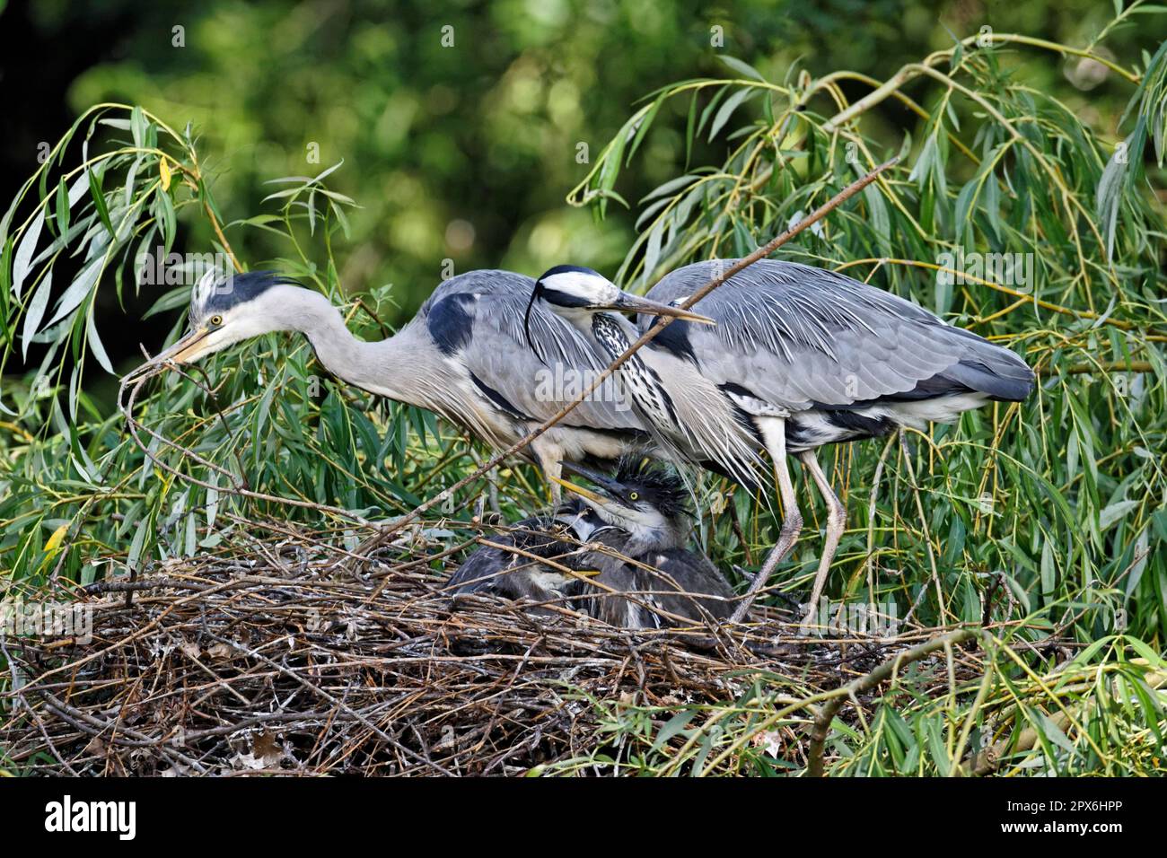 Grey heron (Ardea cinerea), adult pair, adding stock nesting material ...