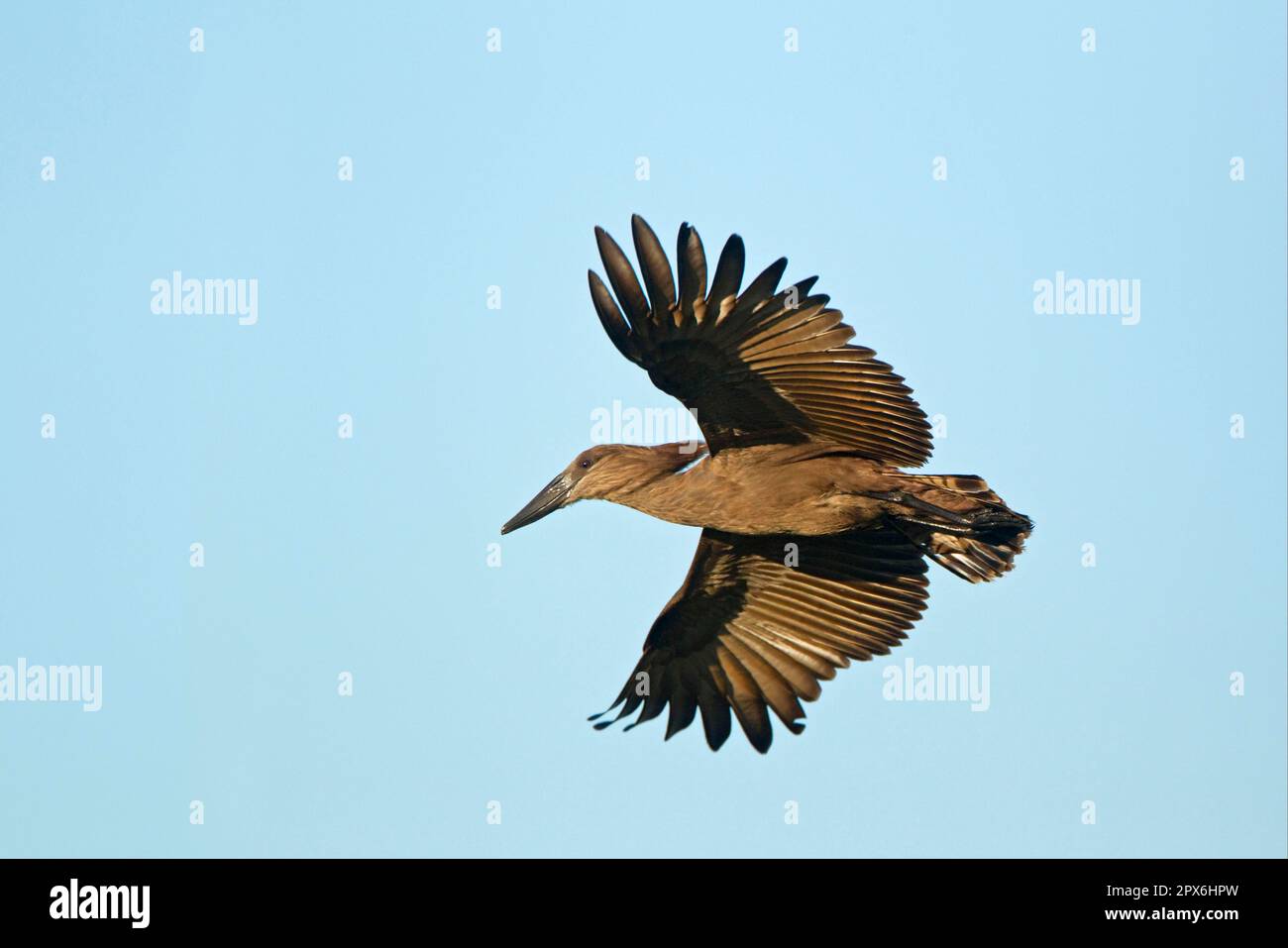 Hammerhead (Scopus umbretta), hamerkop, shadow birds, shadow birds ...