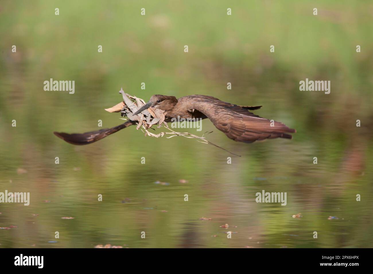 Hamerkop (Scopus umbretta) adult, in flight over water, with nesting ...