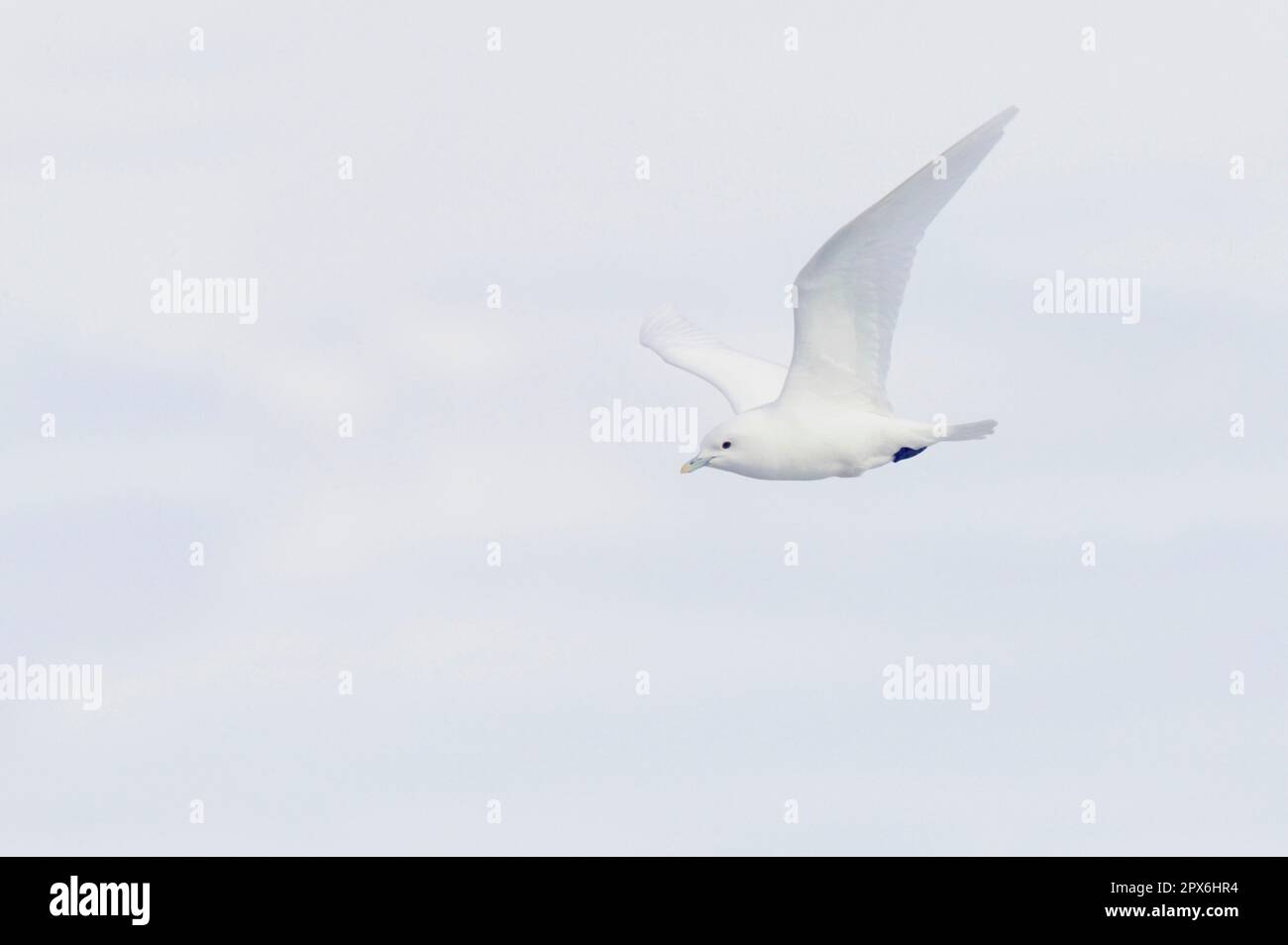 Ivory Gull, ivory gulls (Pagophila eburnea), gulls, animals, birds ...