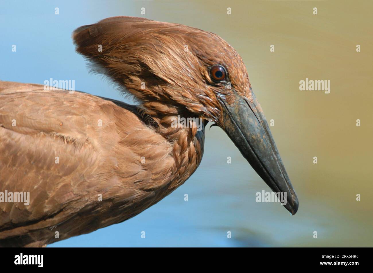 Hammerhead (Scopus umbretta), hamerkop, shadow birds, animals, birds ...