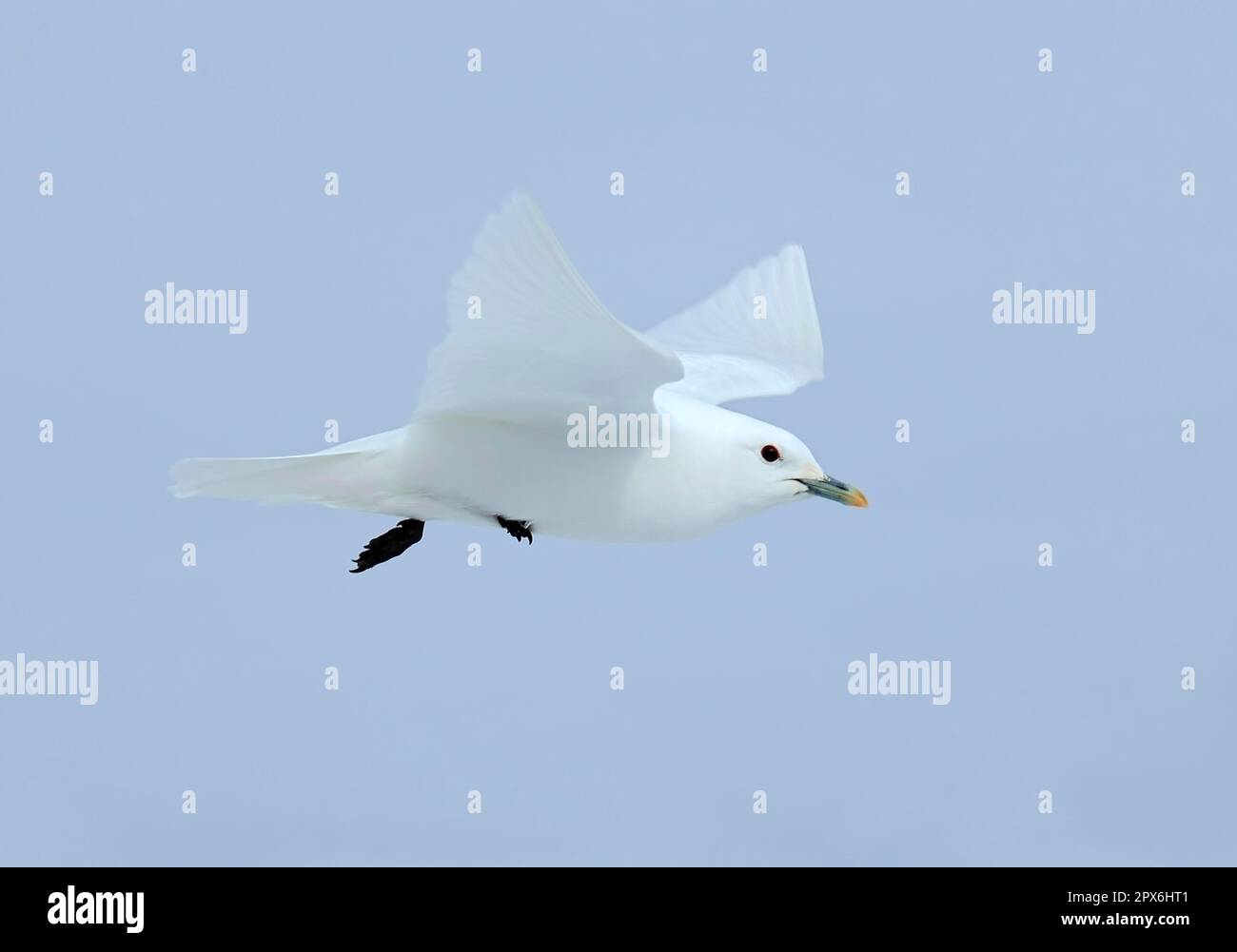 Ivory Gull, ivory gulls (Pagophila eburnea), gulls, animals, birds ...