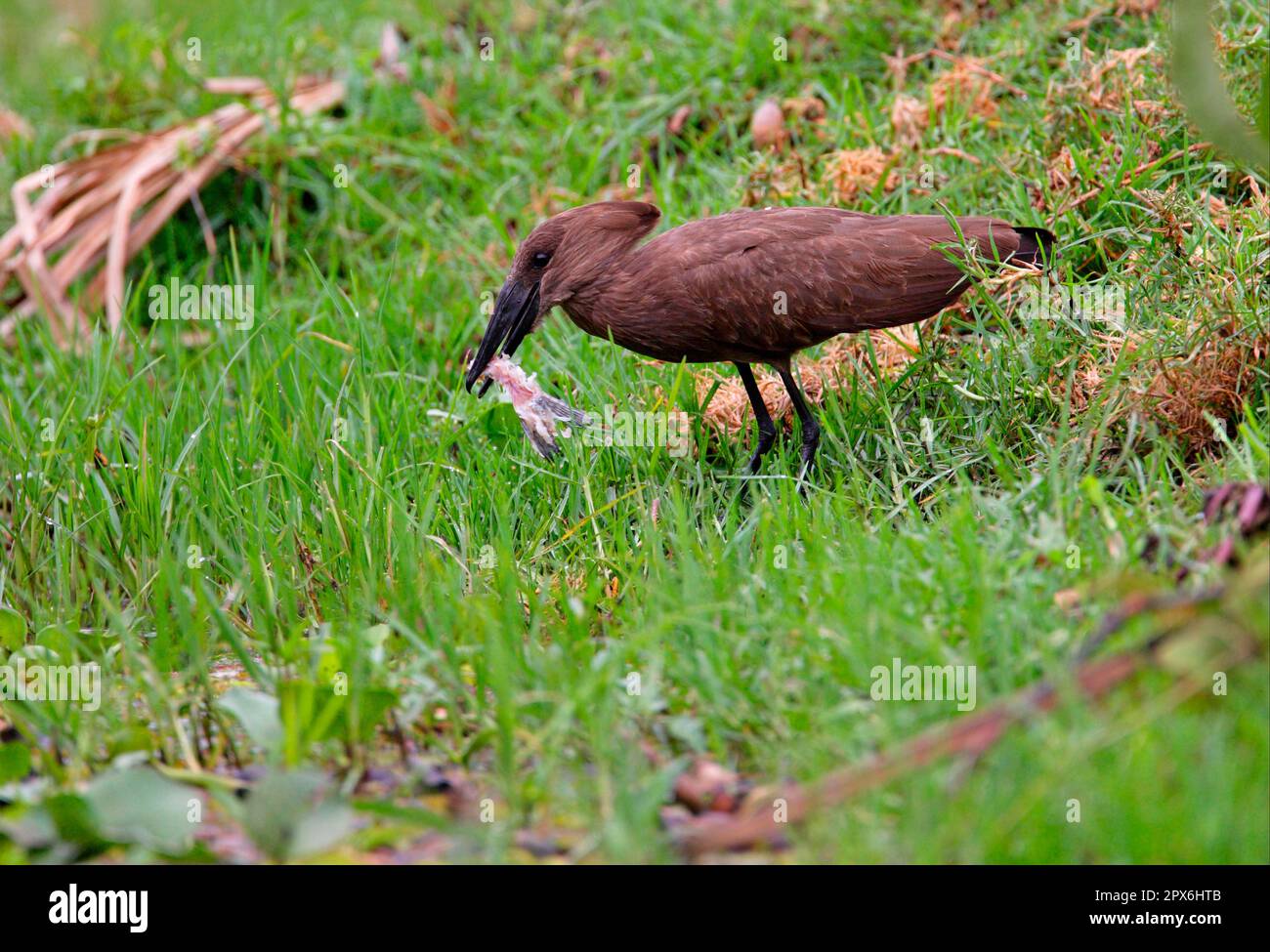Hammerhead (Scopus umbretta), hamerkop, shadow birds, animals, birds ...