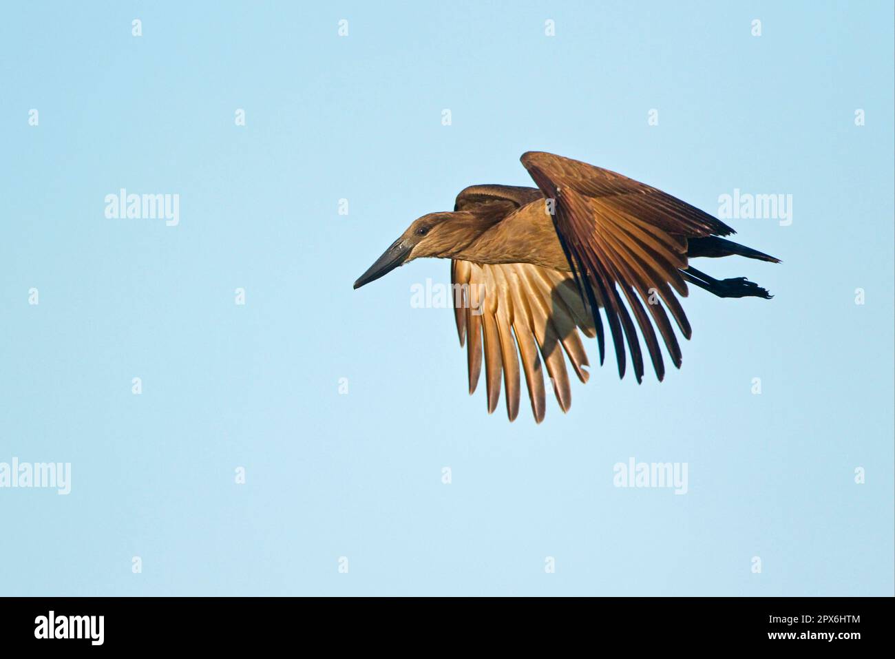Hammerhead (Scopus umbretta), hamerkop, shadow birds, shadow birds ...