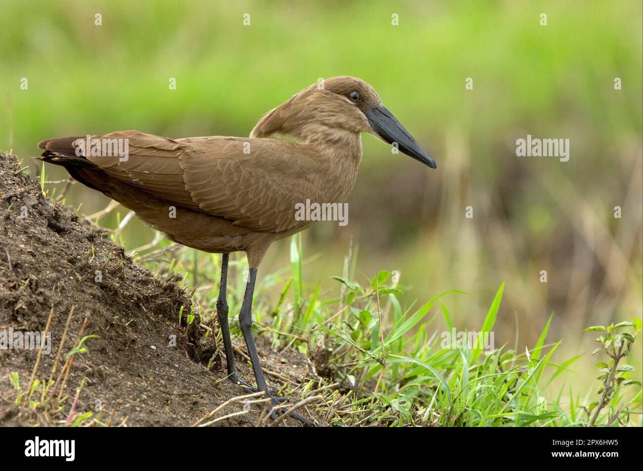 Hammerhead (Scopus umbretta), hamerkop, shadow birds, animals, birds ...