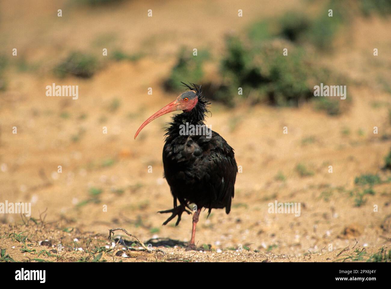 Bald Ibis, northern bald ibis (Geronticus eremita), Crested Ibis ...