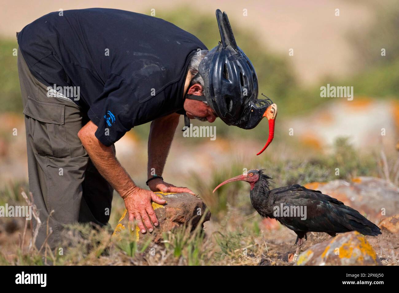 Northern northern bald ibis (Geronticus eremita), adult, feeding, with ...