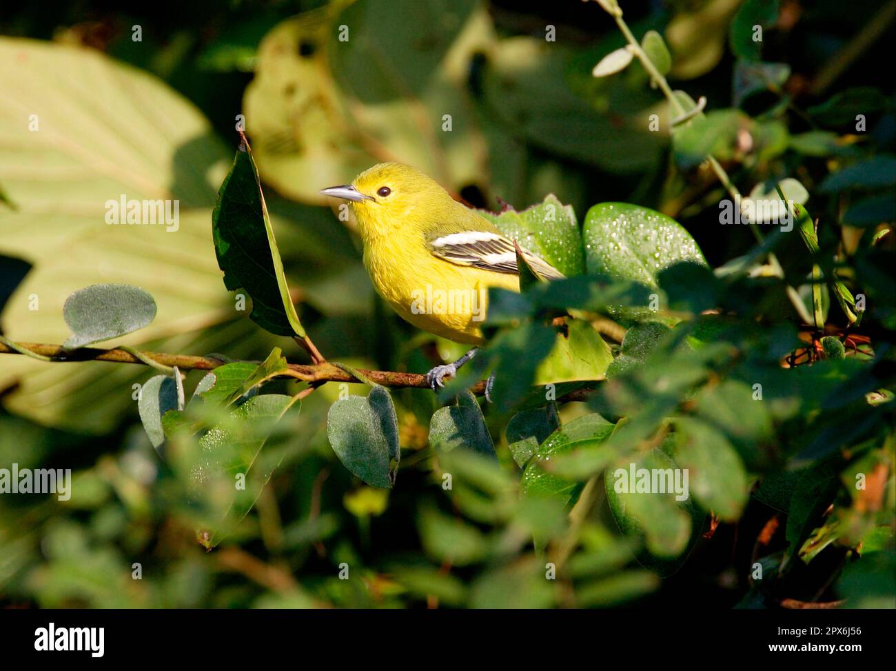 Common ioras hi-res stock photography and images - Alamy