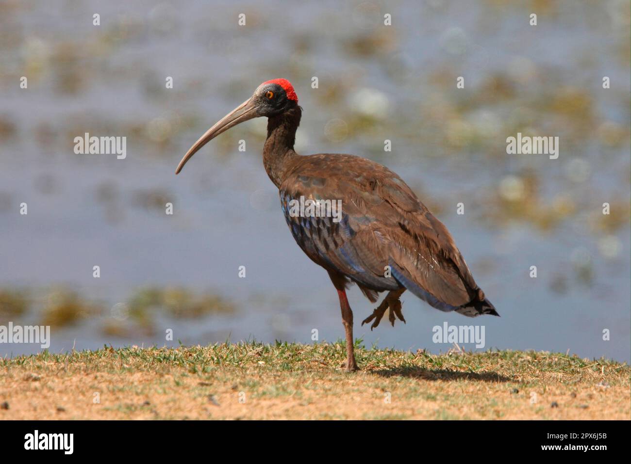 Black red-naped ibis (Pseudibis papillosa) adult, standing on water ...