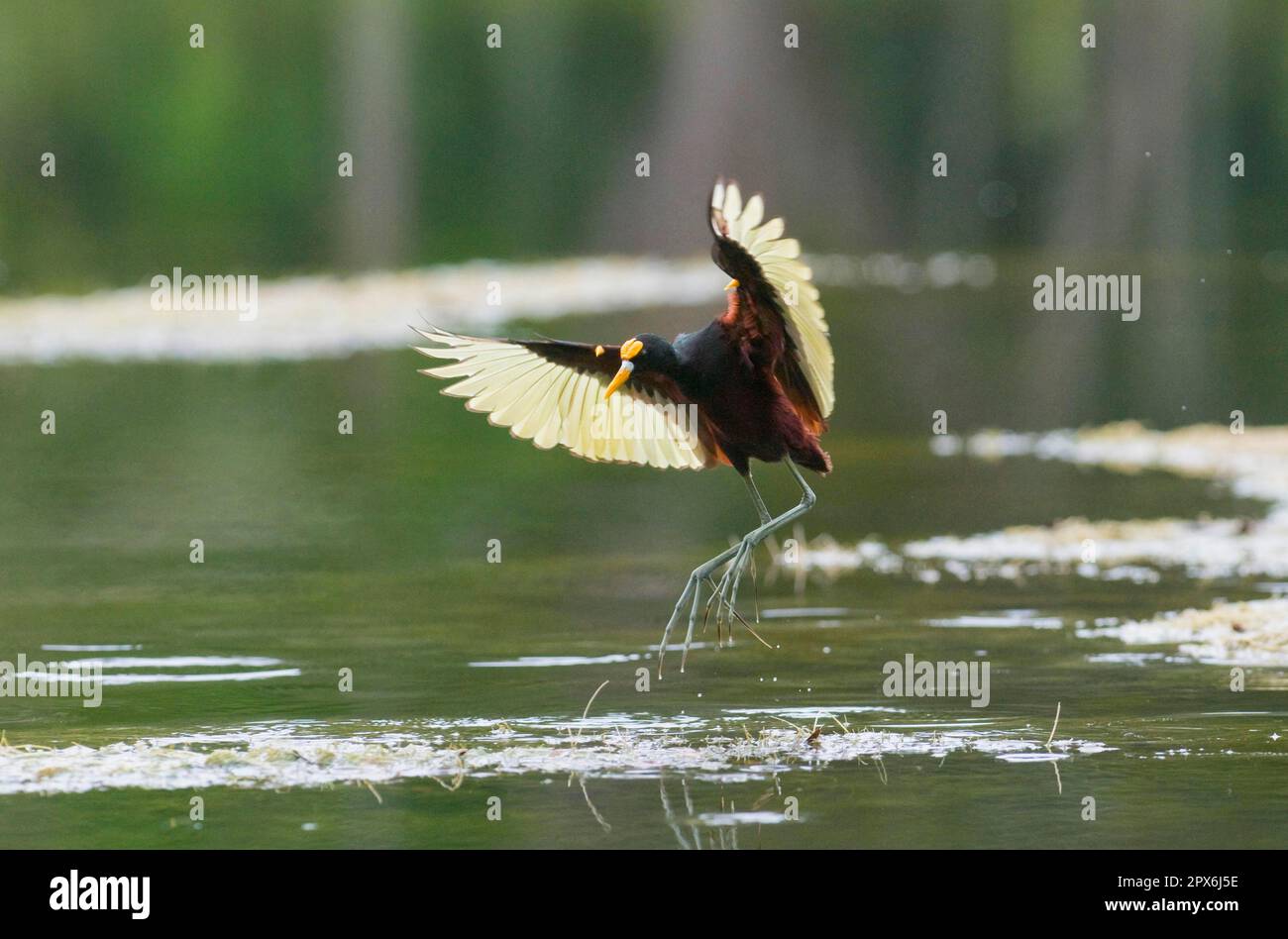 Northern jacana (Jacana spinosa), Northern Jacana adult, in flight ...