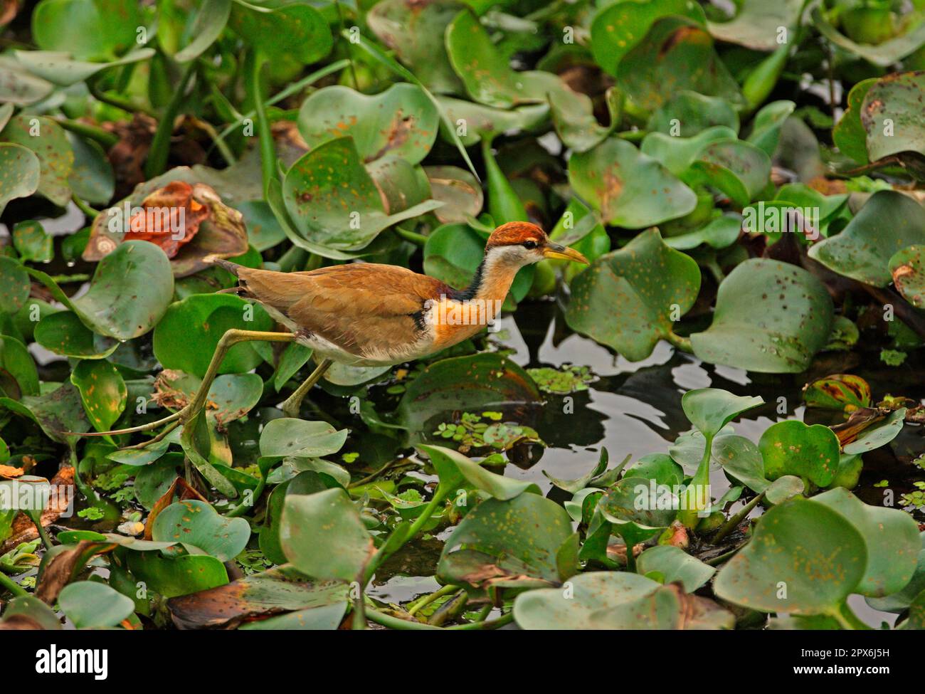 Bronze-winged jacana (Metopidius indicus), Hindu leaf chicken, Animals ...