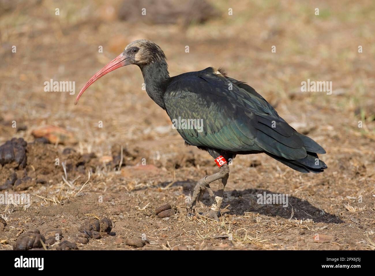 Northern Bald Ibis (Geronticus eremita) juvenile, ringed and radio ...