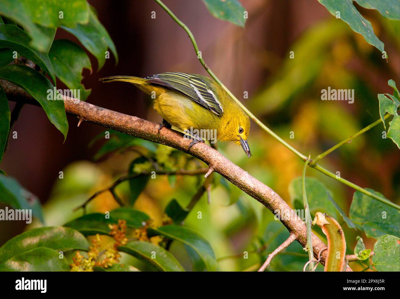 Common Iora (Aegithina tiphia philipi) adult, feeding on insects in ...