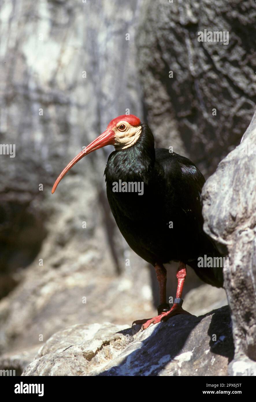 Bald Ibis, Bald Ibis, Bald Ibis, southern bald ibis (Geronticus calvus ...