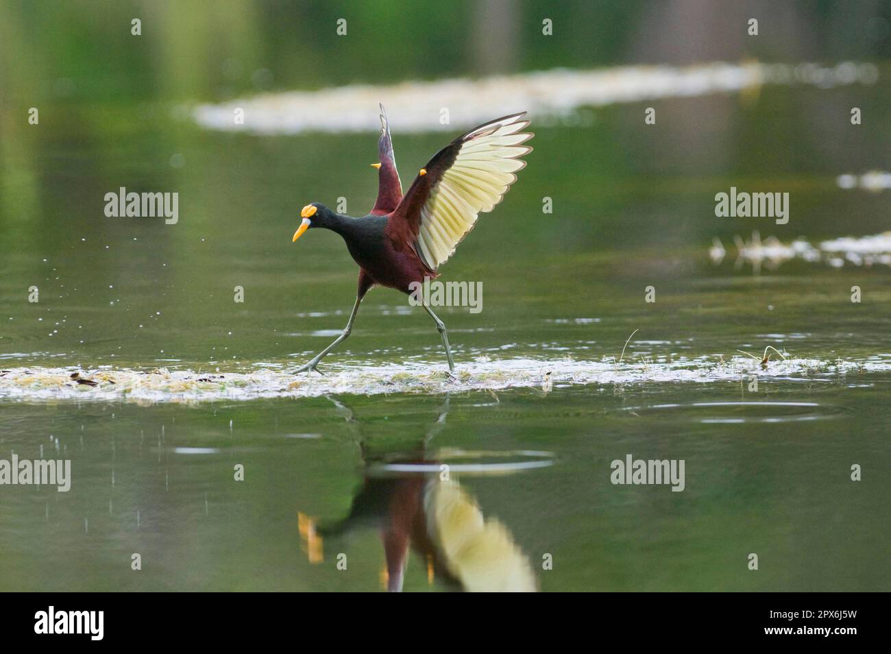 Northern jacana (Jacana spinosa), Northern Jacana adult, with wings ...