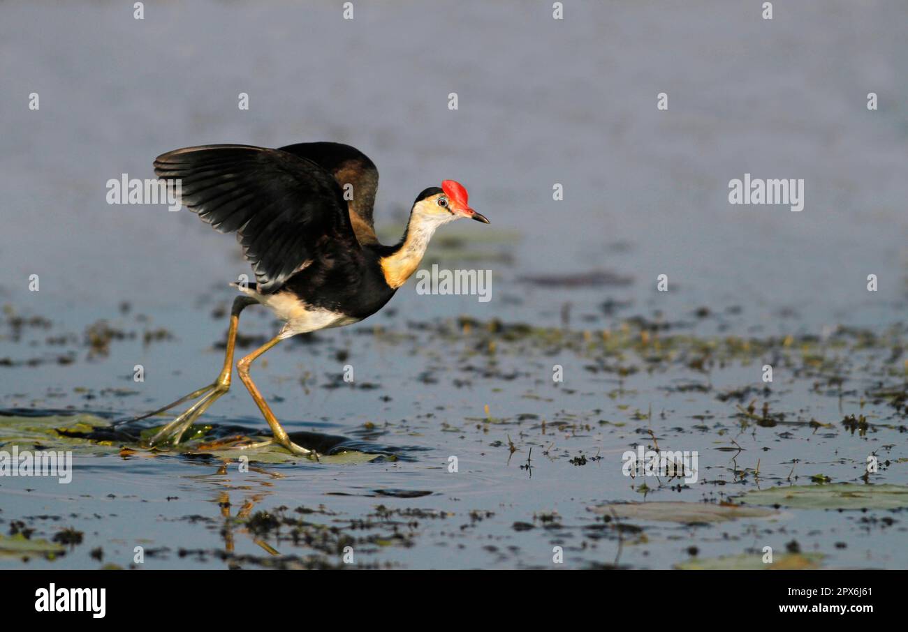 Comb-crested jacana (Irediparra gallinacea) adult, descended from lily ...