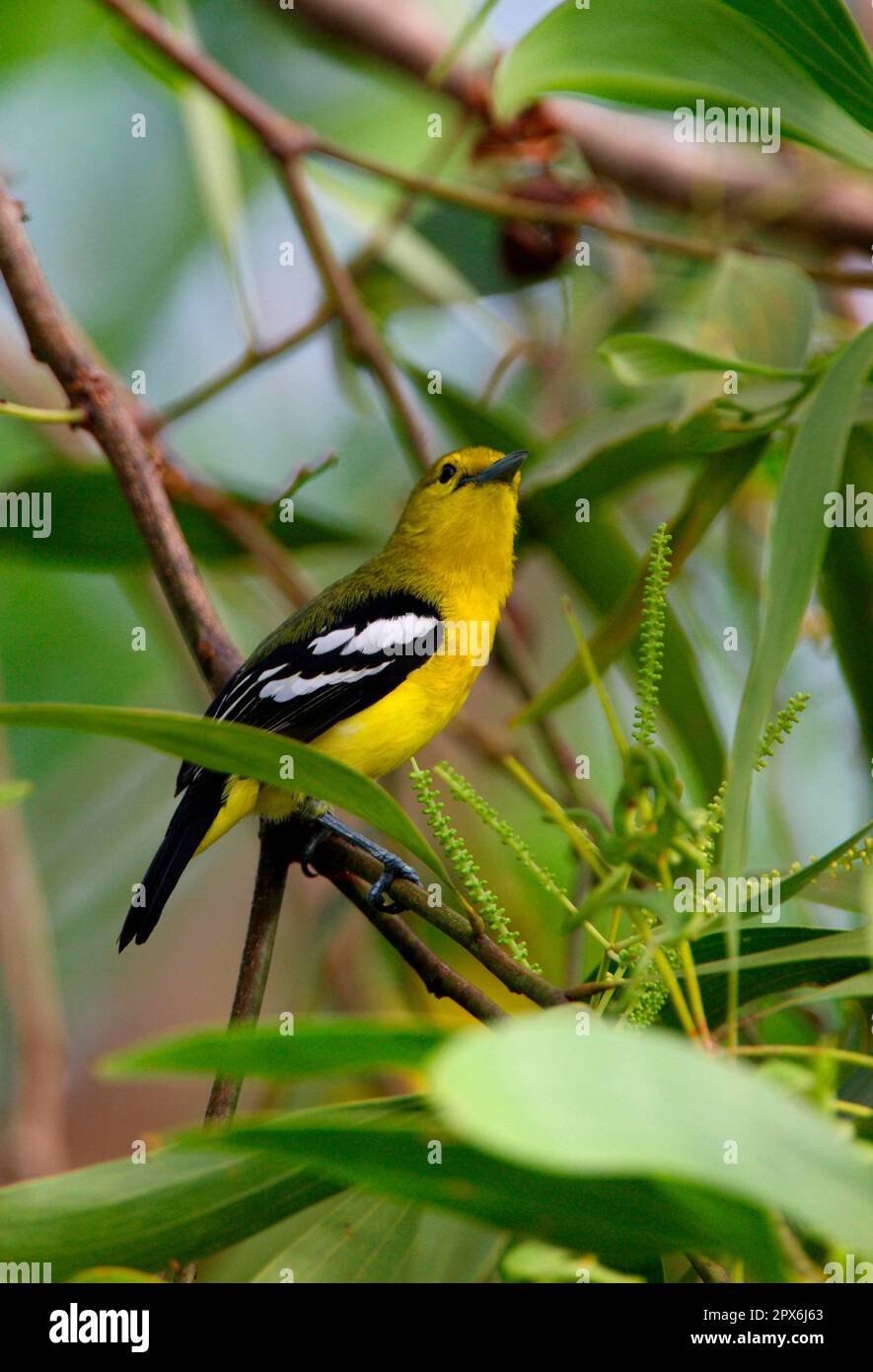 Common Iora (Aegithina tiphia aequanimis) adult male, perched in bush ...