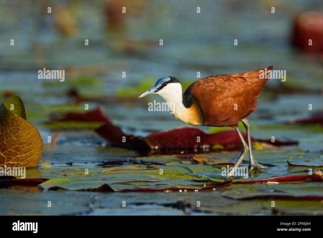 Actophilornis africana, Blue-fronted Jacana, Blue-fronted Jacana ...