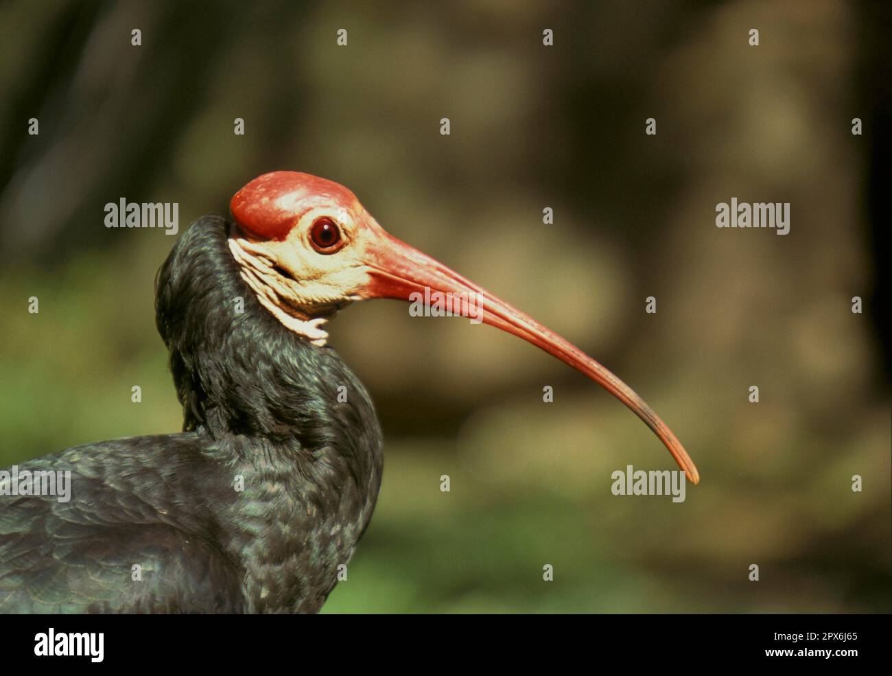 Bald Ibis, Bald Ibis, Bald Ibis, southern bald ibis (Geronticus calvus ...