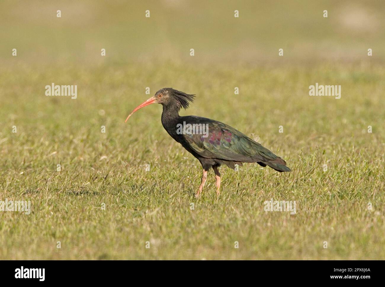 Bald Ibis, Crested Ibis, endangered species, animals, birds, Northern ...