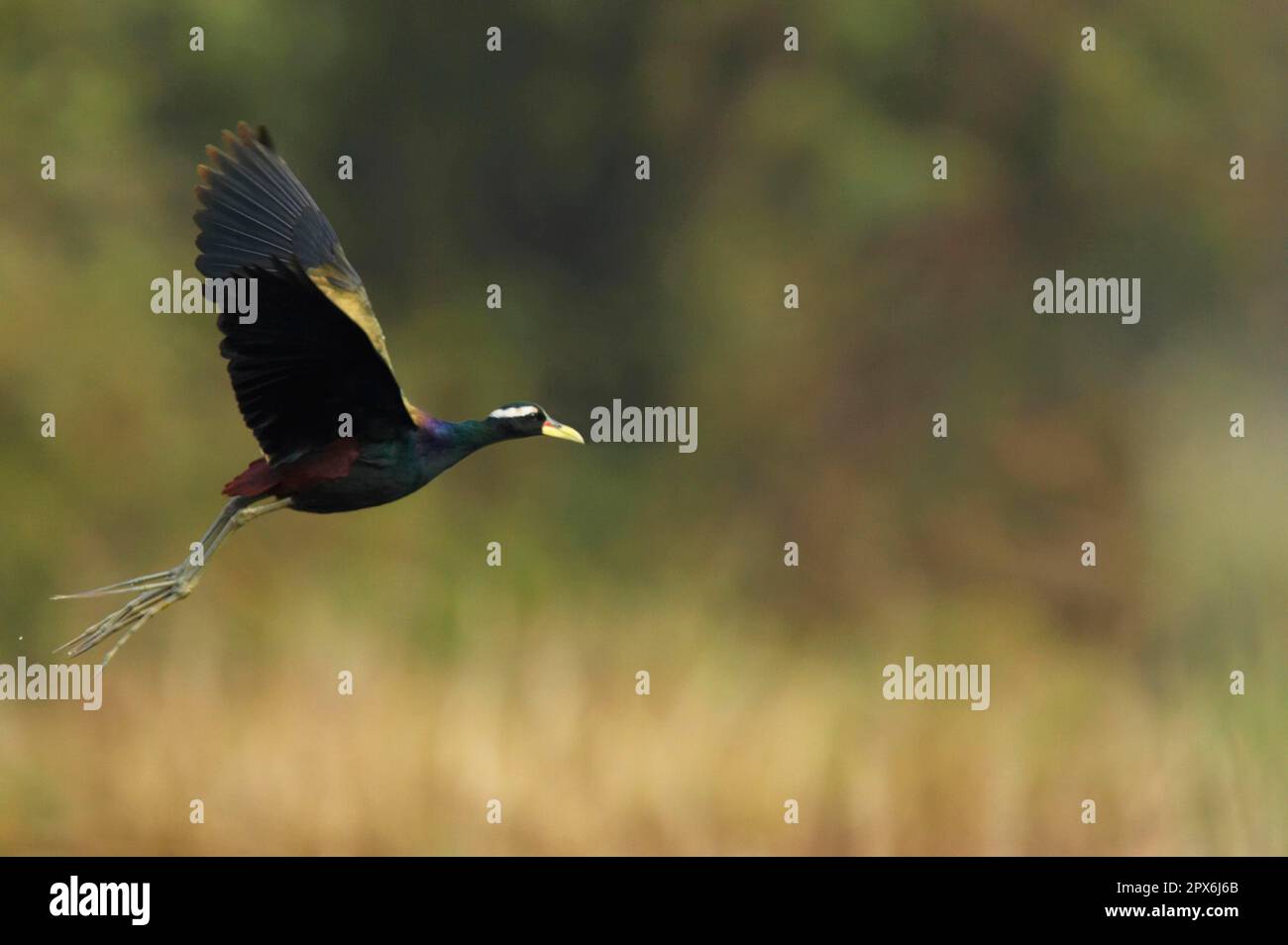 Bronze-winged jacana (Metopidius indicus), Hindu Jacana, Animals, Birds ...