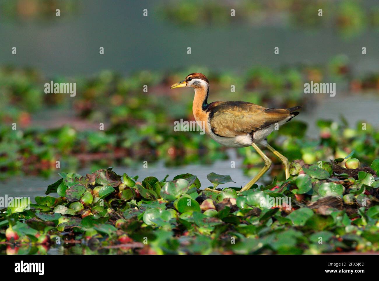 Bronze-winged jacana (Metopidius indicus), Hindu leaf chicken, Animals ...