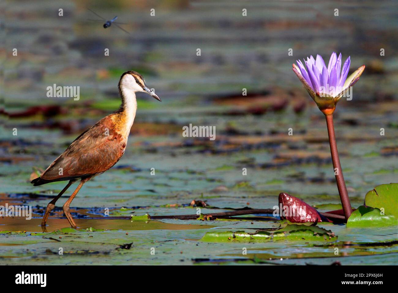 Actophilornis africana, african jacana (Actophilornis africanus ...