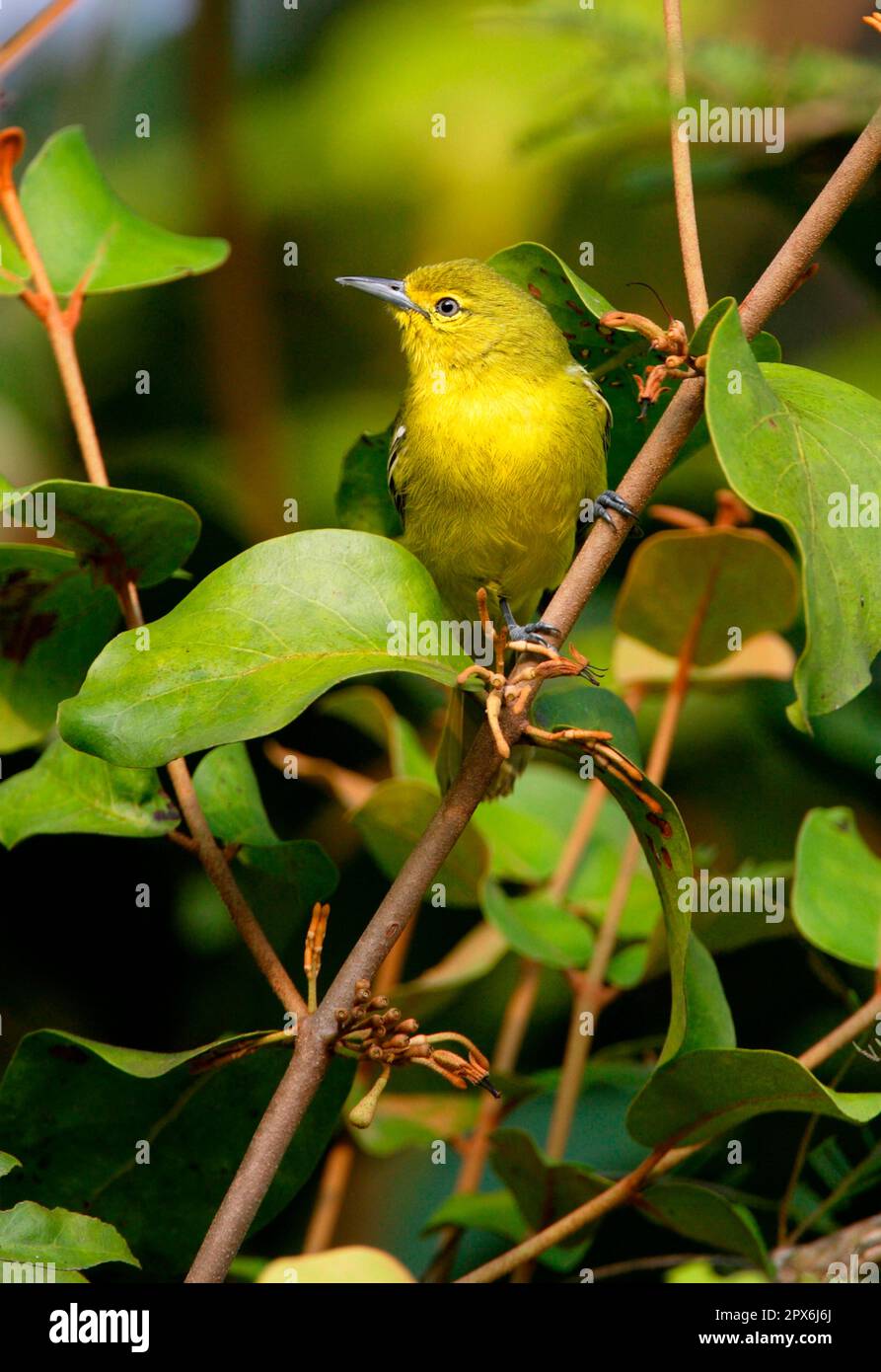 Common ioras hi-res stock photography and images - Alamy