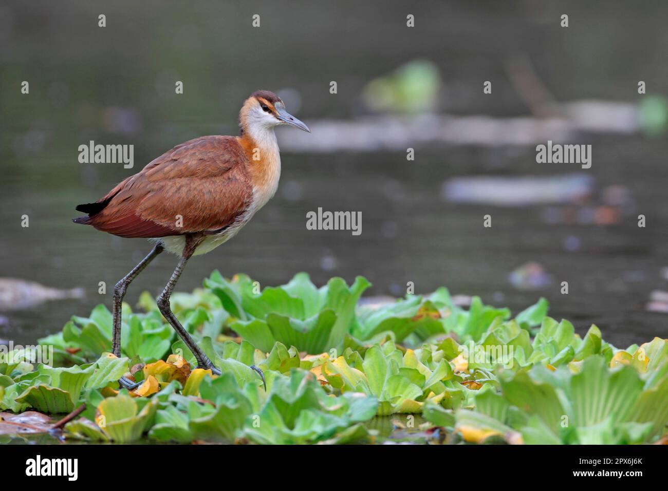 African Jacana (Actophilornis africanus) immature, standing on Water ...