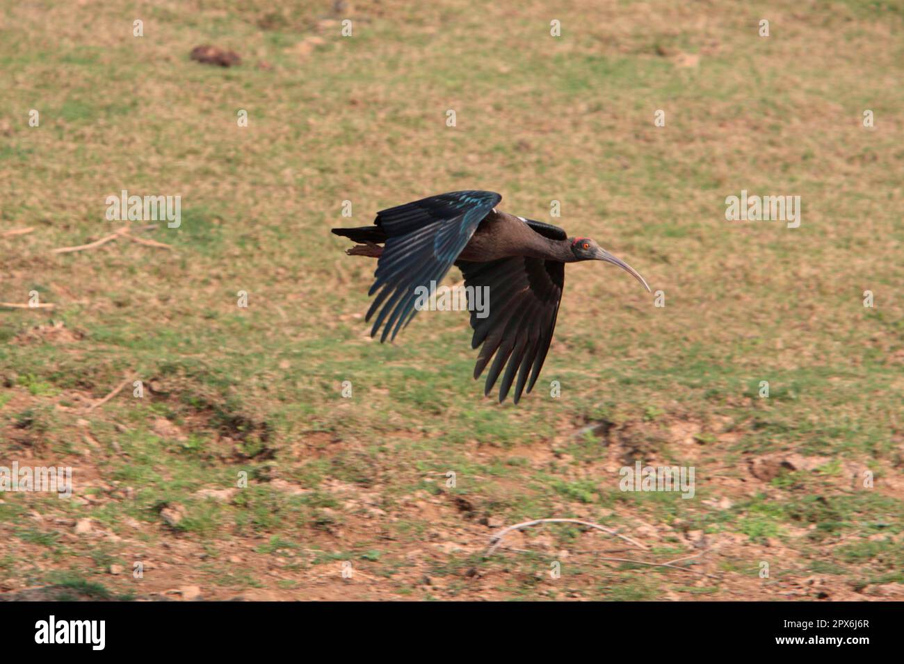 Black Ibis (Pseudibis papillosa) adult, in flight, Chambal River, Uttar ...